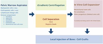 Frontiers | Modifying MSC Phenotype to Facilitate Bone Healing ...