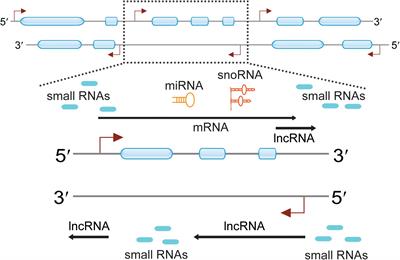 Frontiers | Terminus-Associated Non-coding RNAs: Trash or Treasure?