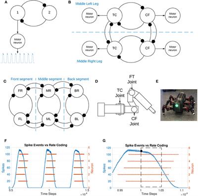 Frontiers | Flexible Spiking CPGs for Online Manipulation During ...