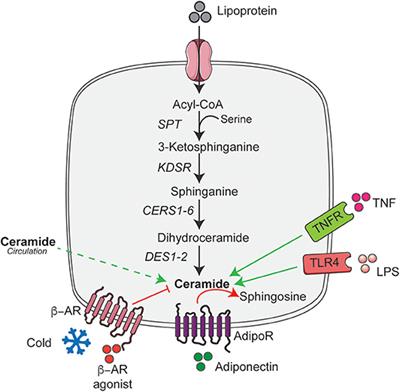 Frontiers | Ceramides in Adipose Tissue