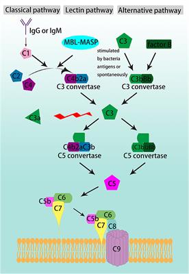Frontiers | The Complement C3a and C3a Receptor Pathway in Kidney Diseases