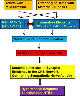Frontiers | Interactions of the Brain Renin-Angiotensin-System (RAS ...