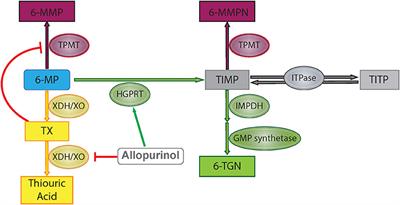 Mercaptopurine Mechanism Of Action