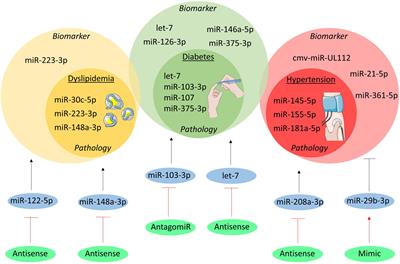 Frontiers | Small Things Matter: Relevance of MicroRNAs in ...