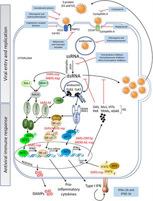 Frontiers | Lessons Learned to Date on COVID-19 Hyperinflammatory ...
