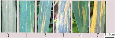 Frontiers | Wheat Stripe Rust Grading by Deep Learning With Attention ...