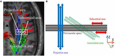 Frontiers | Evaluation of Glymphatic System Using Diffusion MR ...
