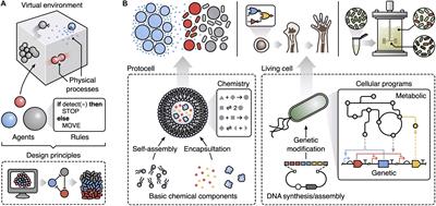 Frontiers | Toward Engineering Biosystems With Emergent Collective ...