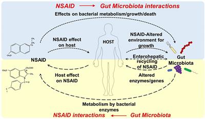 Frontiers | NSAID–Gut Microbiota Interactions
