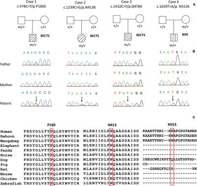 Frontiers | Heterozygous PGM3 Variants Are Associated With Idiopathic ...