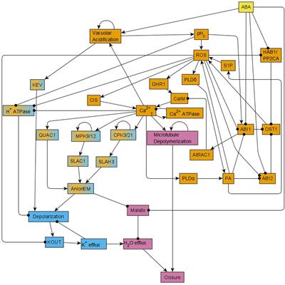 Frontiers | A Guard Cell Abscisic Acid (ABA) Network Model That ...