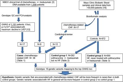 Frontiers | Association of Genetic Variants at TRPC6 With Chemotherapy ...