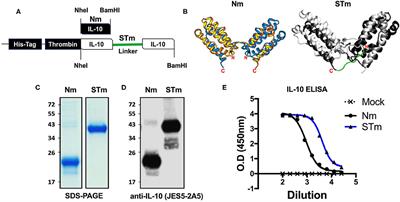 Frontiers | The Generation of an Engineered Interleukin-10 Protein With ...