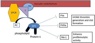 Frontiers | Protein C Pathway in Paediatric and Neonatal Sepsis