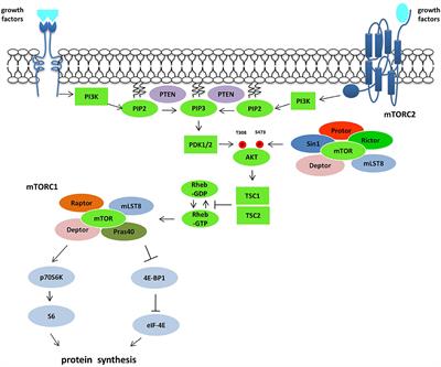 Frontiers | mTOR Pathway in Gastroenteropancreatic Neuroendocrine Tumor ...