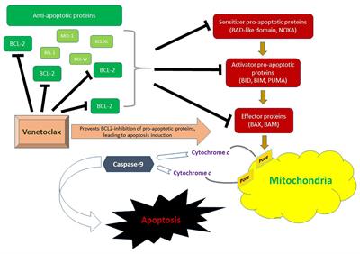 Frontiers | Venetoclax-Based Combinations in Acute Myeloid Leukemia ...