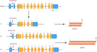 Frontiers | The Development of C9orf72-Related Amyotrophic Lateral ...