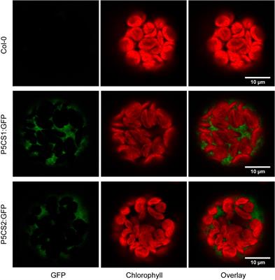 Frontiers | Differential Contribution of P5CS Isoforms to Stress ...