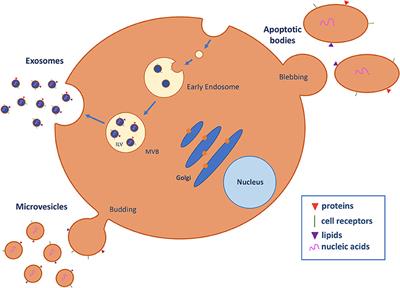 Frontiers | Circulating Extracellular Vesicles in Gynecological Tumors ...