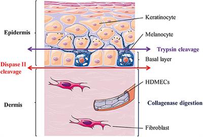 Frontiers | A Method for Isolating and Culturing Skin Cells ...