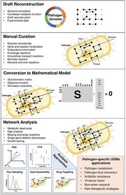 Frontiers | Genome-Scale Metabolic Modeling for Unraveling Molecular ...