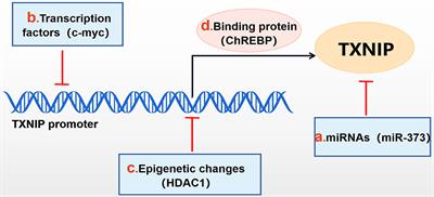 Frontiers | Research Progress of TXNIP as a Tumor Suppressor Gene ...