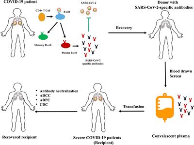 Frontiers | Convalescent Plasma: The Relay Baton in the Race for ...
