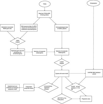 Frontiers | A Three-Metabolic-Genes Risk Score Model Predicts Overall ...