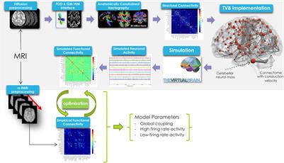 Frontiers | The Importance of Cerebellar Connectivity on Simulated ...