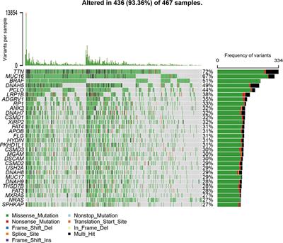 Frontiers | Prognostic Role of Tumor Mutation Burden Combined With ...