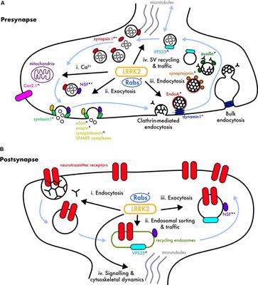Frontiers | A Critical LRRK at the Synapse? The Neurobiological ...