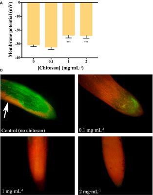 Frontiers | Chitosan Induces Plant Hormones and Defenses in Tomato Root ...