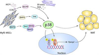 Frontiers | Uncovering the Role of p38 Family Members in Adipose Tissue ...