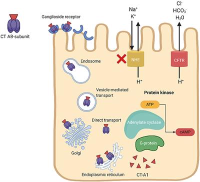 Vibrio Cholerae Life Cycle