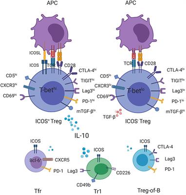 Frontiers | ICOS+ Tregs: A Functional Subset of Tregs in Immune Diseases