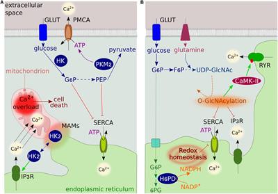 Frontiers | The Two-Way Relationship Between Calcium and Metabolism in ...