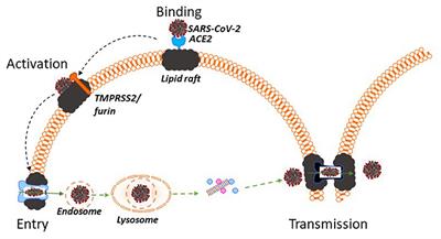 Frontiers | Targeting Lipid Rafts—A Potential Therapy for COVID-19