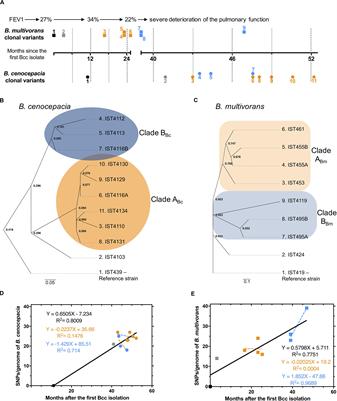 Frontiers | Comparative Evolutionary Patterns of Burkholderia ...