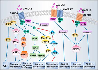 Frontiers | The Role of the CXCL12/CXCR4/CXCR7 Chemokine Axis in Cancer