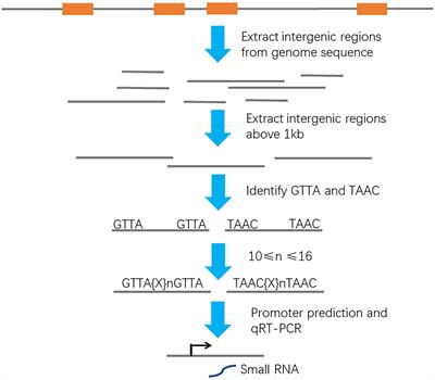Frontiers | An ArcA-Modulated Small RNA in Pathogenic Escherichia coli K1