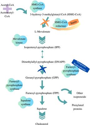 Frontiers | Pharmacogenetics of Statin-Induced Myotoxicity