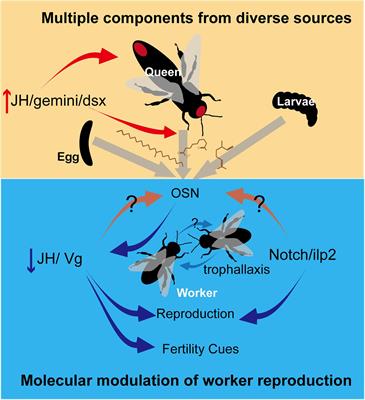 Frontiers | Pheromonal Regulation of the Reproductive Division of Labor ...