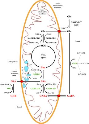 Frontiers | Challenges and Prospects of New Plant Breeding Techniques ...