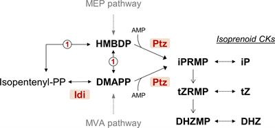 Frontiers | Genes ptz and idi, Coding for Cytokinin Biosynthesis ...