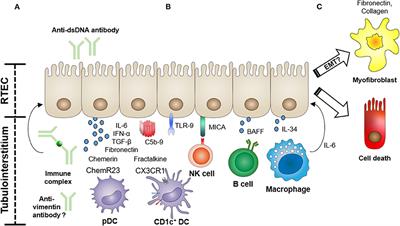 Frontiers | The Emerging Role of Renal Tubular Epithelial Cells in the ...