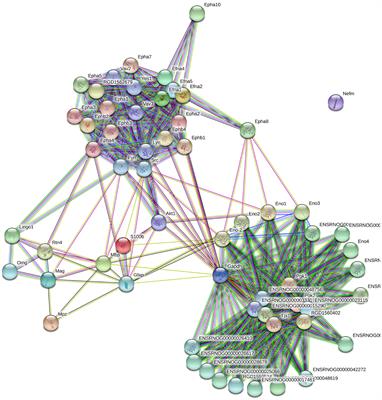 Frontiers | Neuronal–Glial Interaction in a Triple-Transgenic Mouse ...