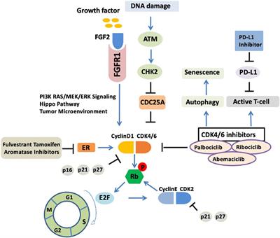 Frontiers | Mechanisms of CDK4/6 Inhibitor Resistance in Luminal Breast ...