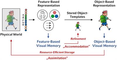 Frontiers | Real-World Objects Are Represented in Visual Long-Term ...
