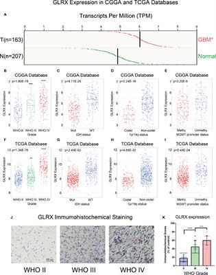 Frontiers | Redox Regulator GLRX Is Associated With Tumor Immunity in ...