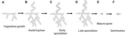 Frontiers | Ultrastructure of Exospore Formation in Streptomyces ...